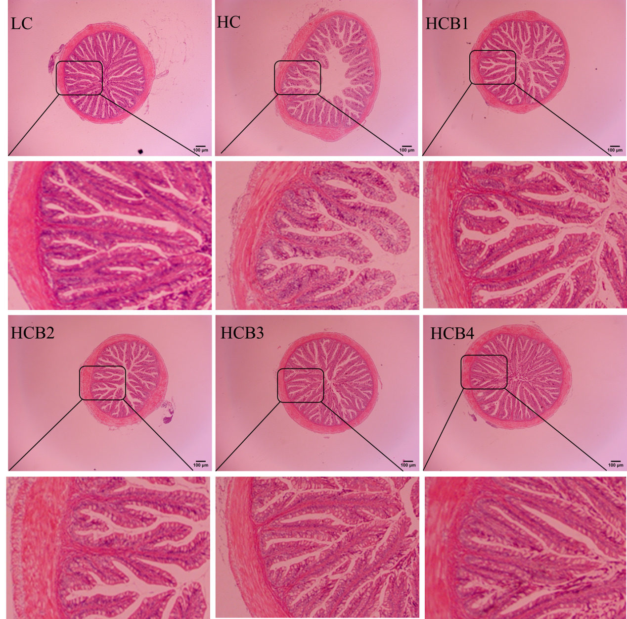 Effects of betaine supplementation in a high carbohydrate diet feed on ...