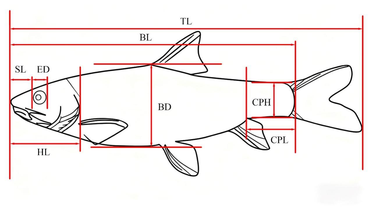 Comparative morphological analysis of Gymnodiptychus dybowskii from ...