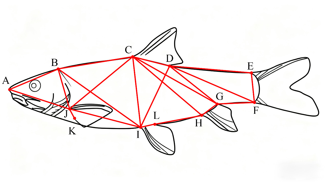 Comparative morphological analysis of Gymnodiptychus dybowskii from ...